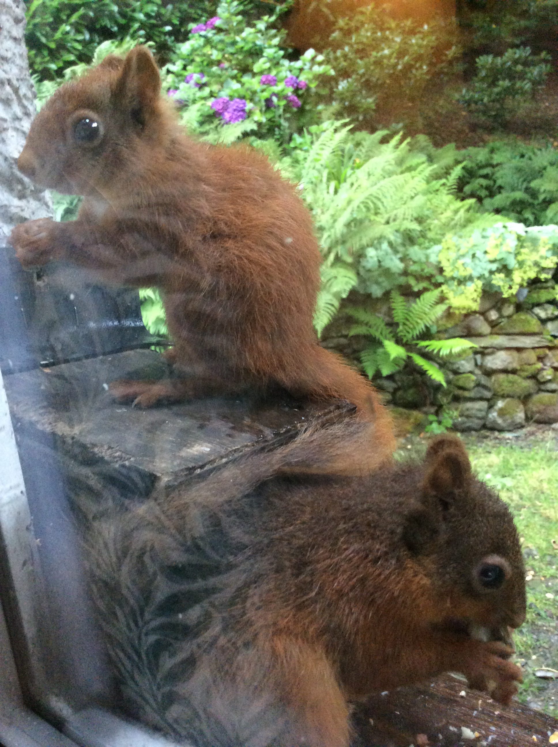 Dreys (Nests), Habitat and Food - British Red Squirrel
