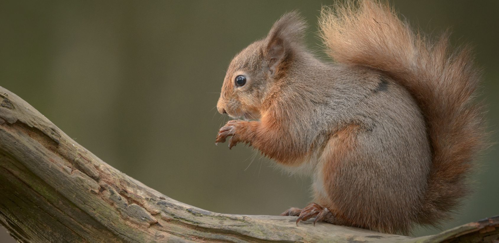 Red Squirrel - British Red Squirrel