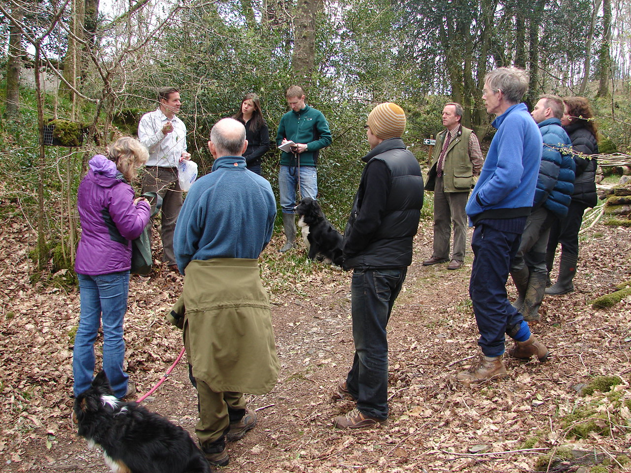 Mid Wales Red Squirrel Project - British Red Squirrel