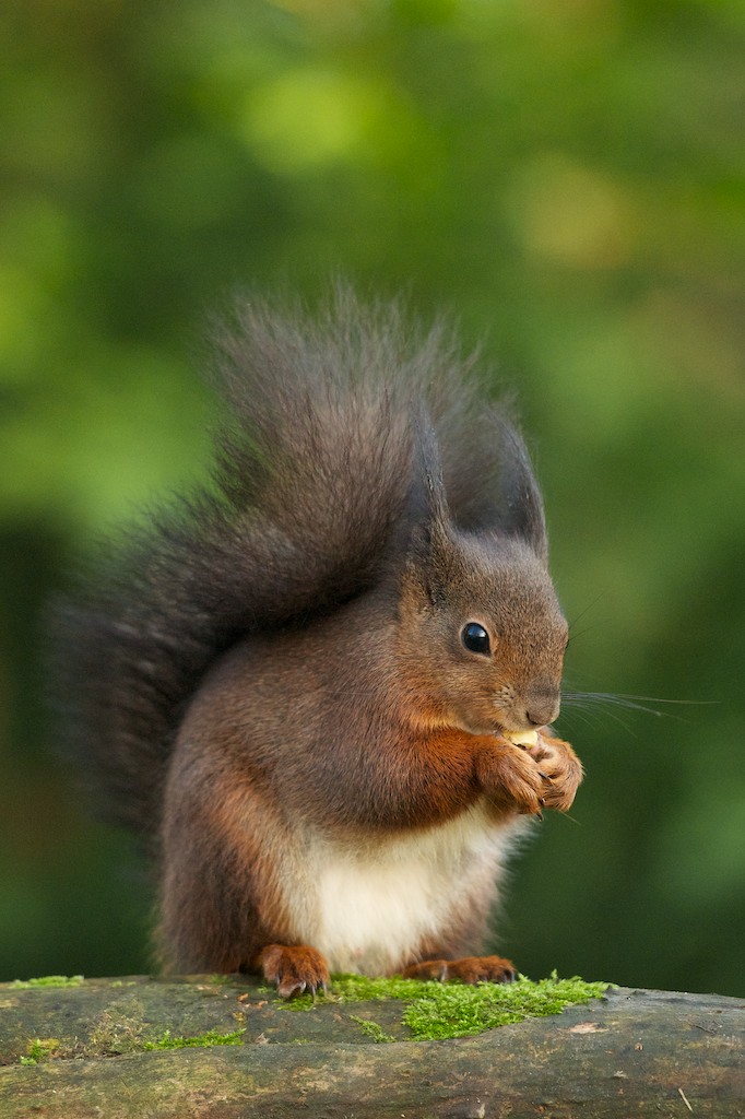 Northeast Red Squirrels - British Red Squirrel