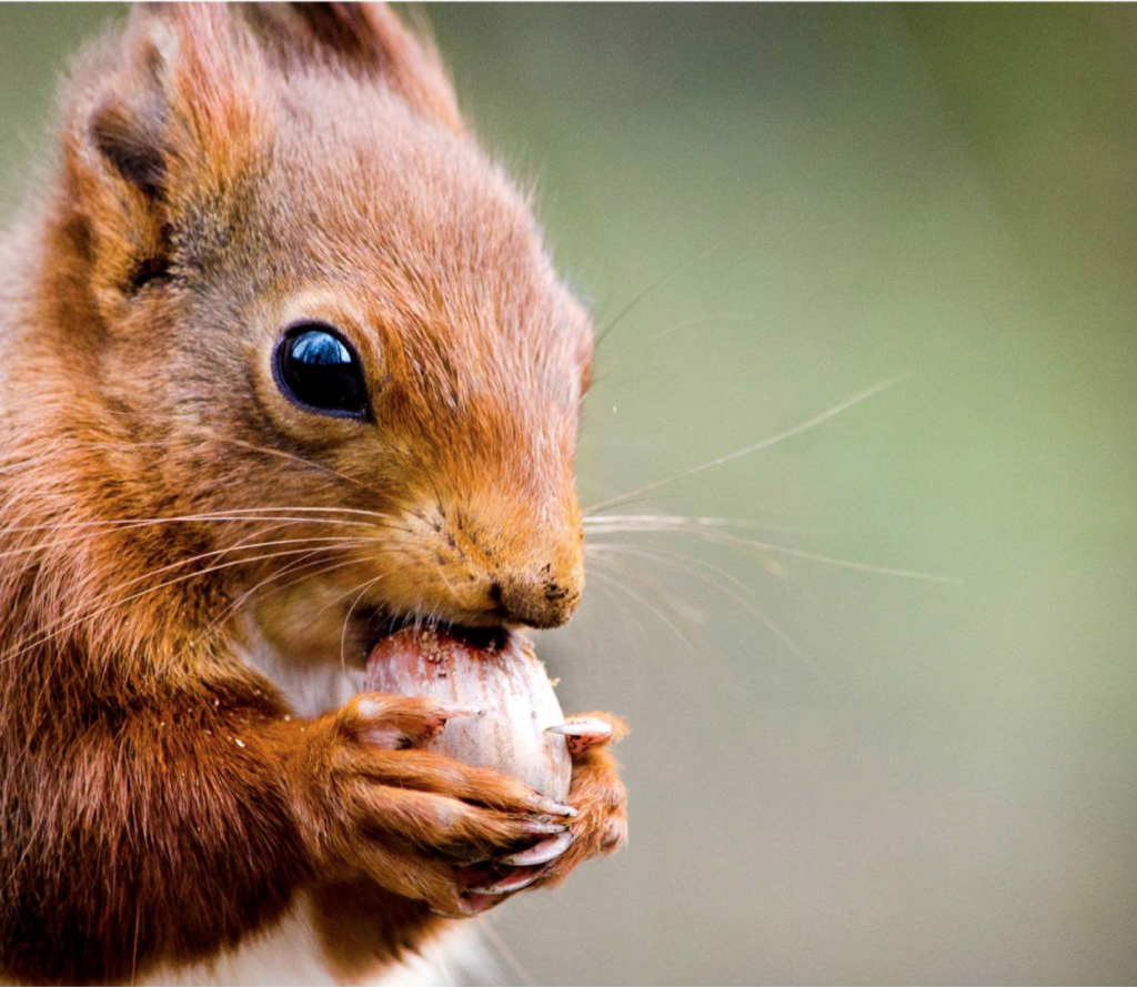 the-pack-features-olivias-stunning-photography-of-red-squirrels ...